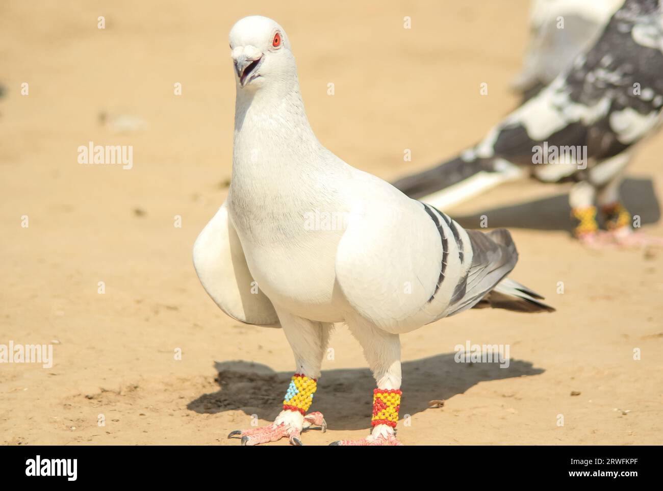 Close Up of beautiful homing pigeons. View of pigeons in the front of ...
