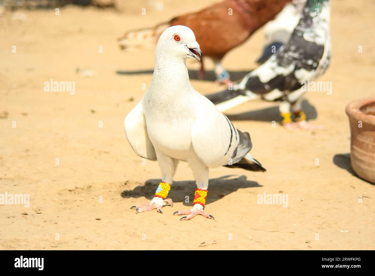 Close Up of beautiful homing pigeons. View of pigeons in the front of ...