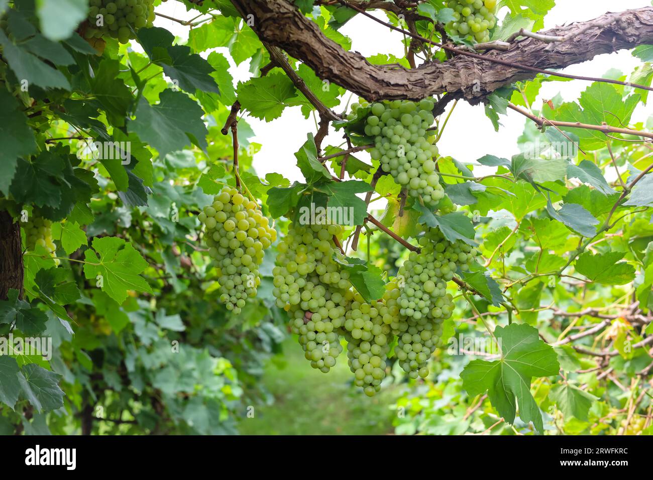 Grapes on garden farm sunny hi-res stock photography and images - Alamy