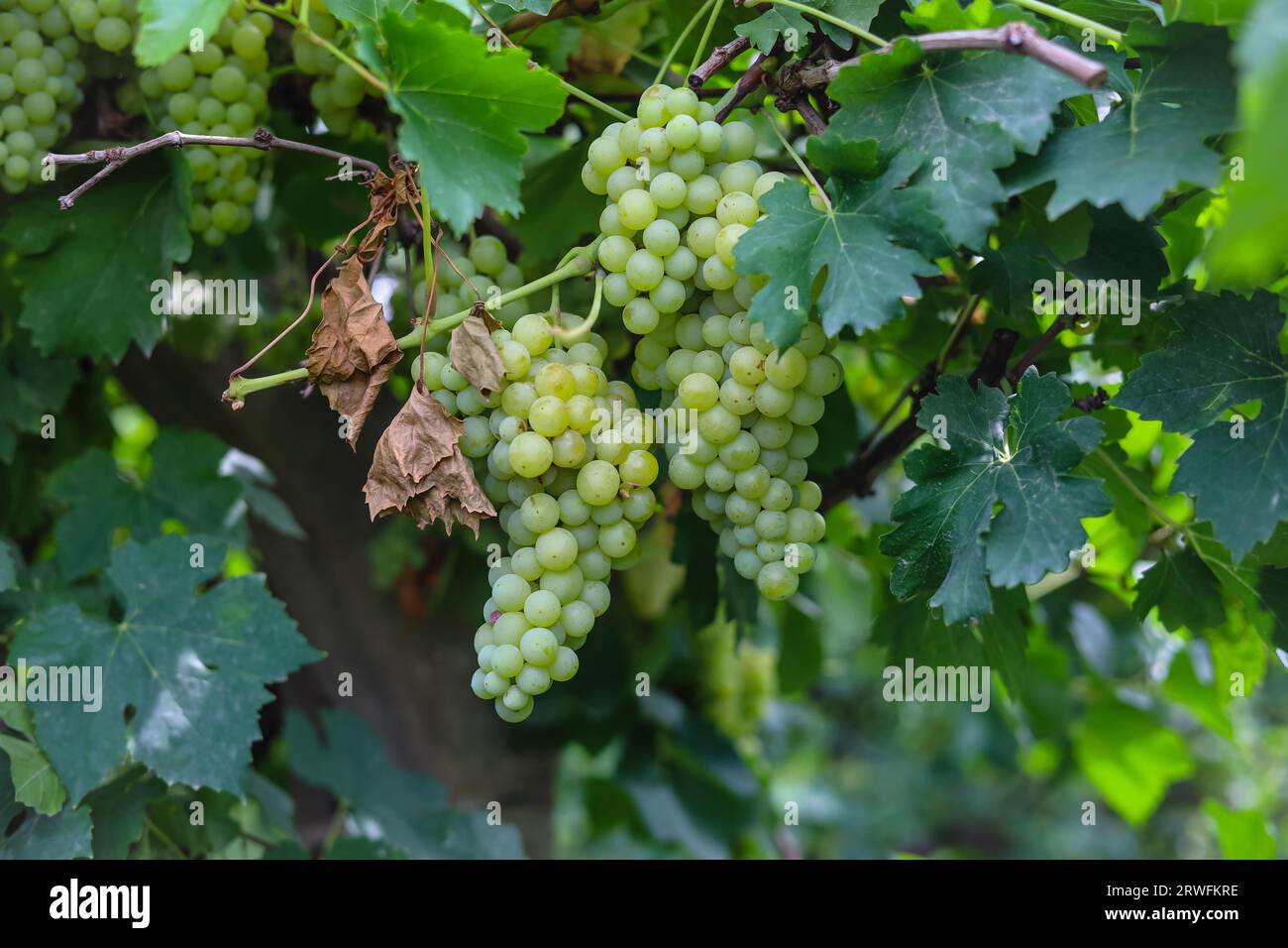 Grapes on garden farm sunny hi-res stock photography and images - Alamy