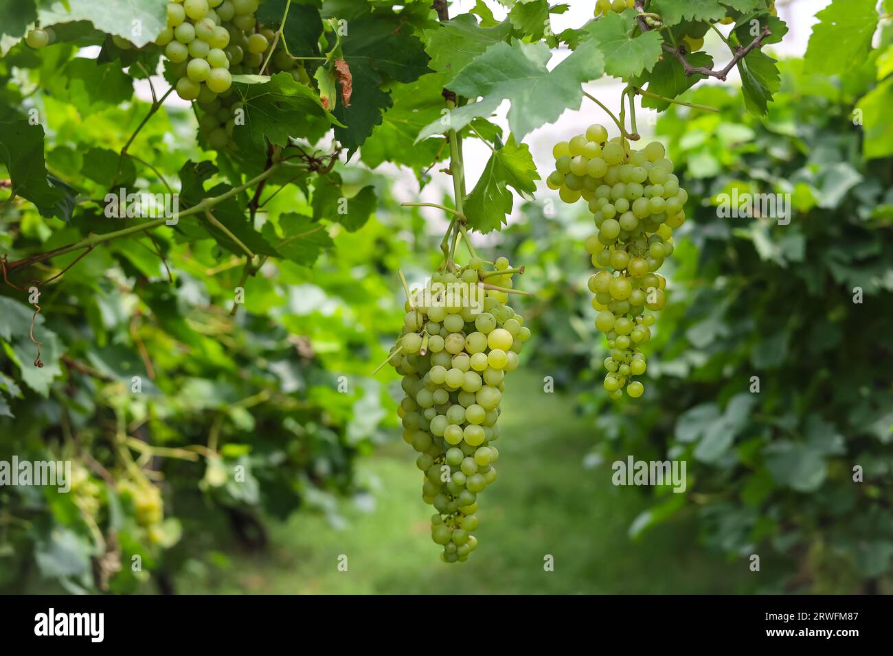 Grapes on garden farm sunny hi-res stock photography and images - Alamy