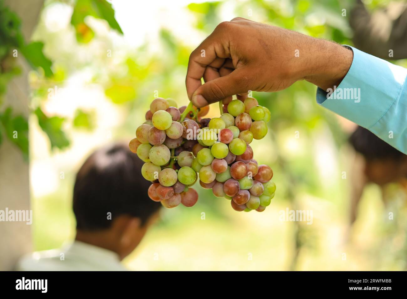 Close up of grapes bunch on hand. A man holding grapes bunch in hand ...