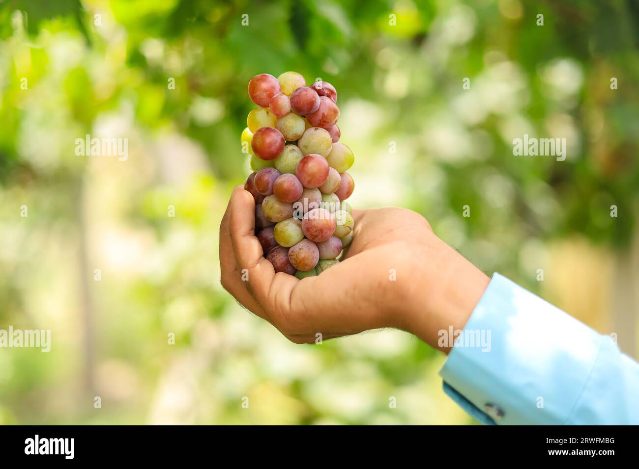 Close up of grapes bunch on hand. A man holding grapes bunch in hand ...