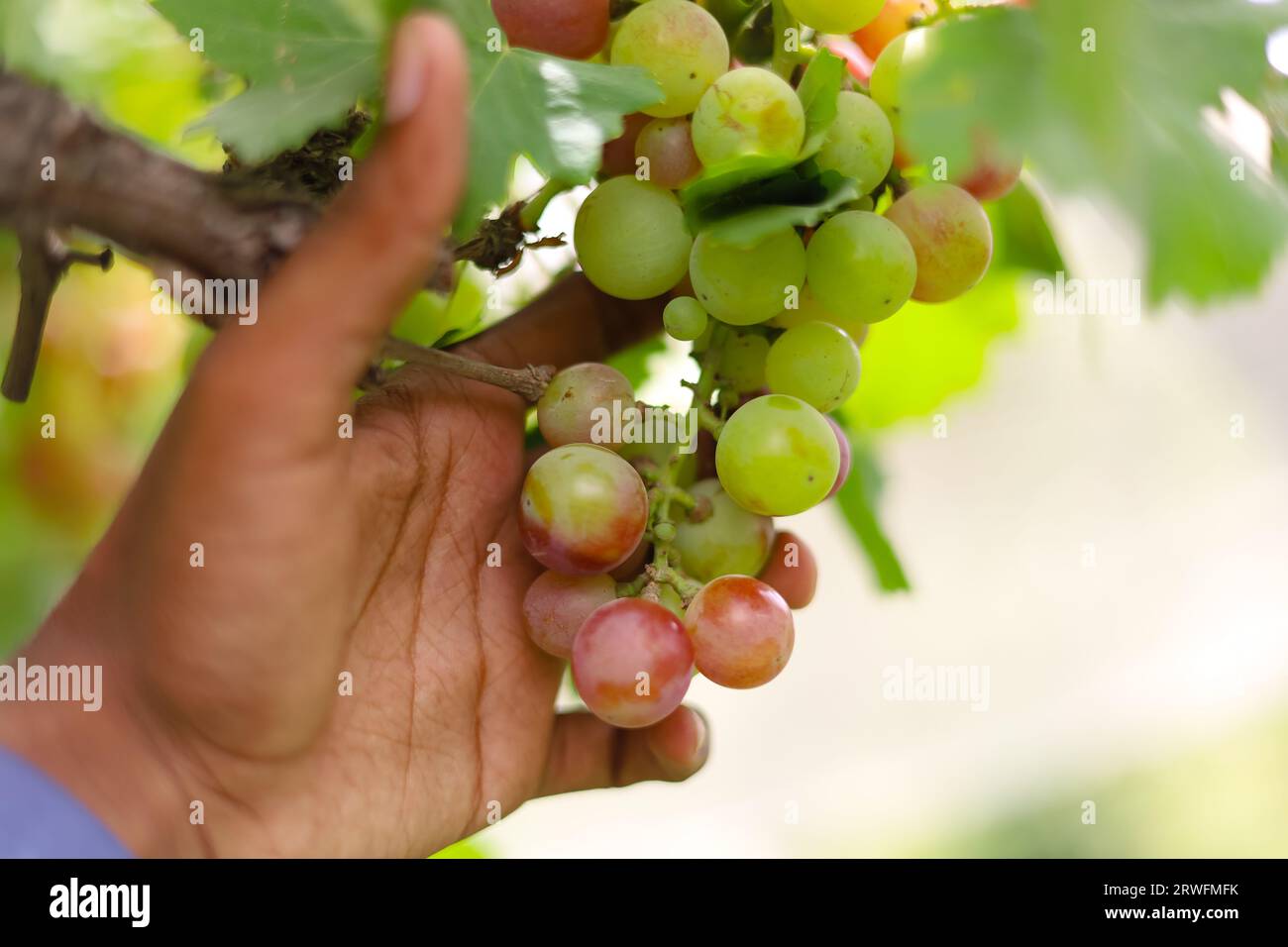 Hand harvesting of grapes hi-res stock photography and images - Alamy