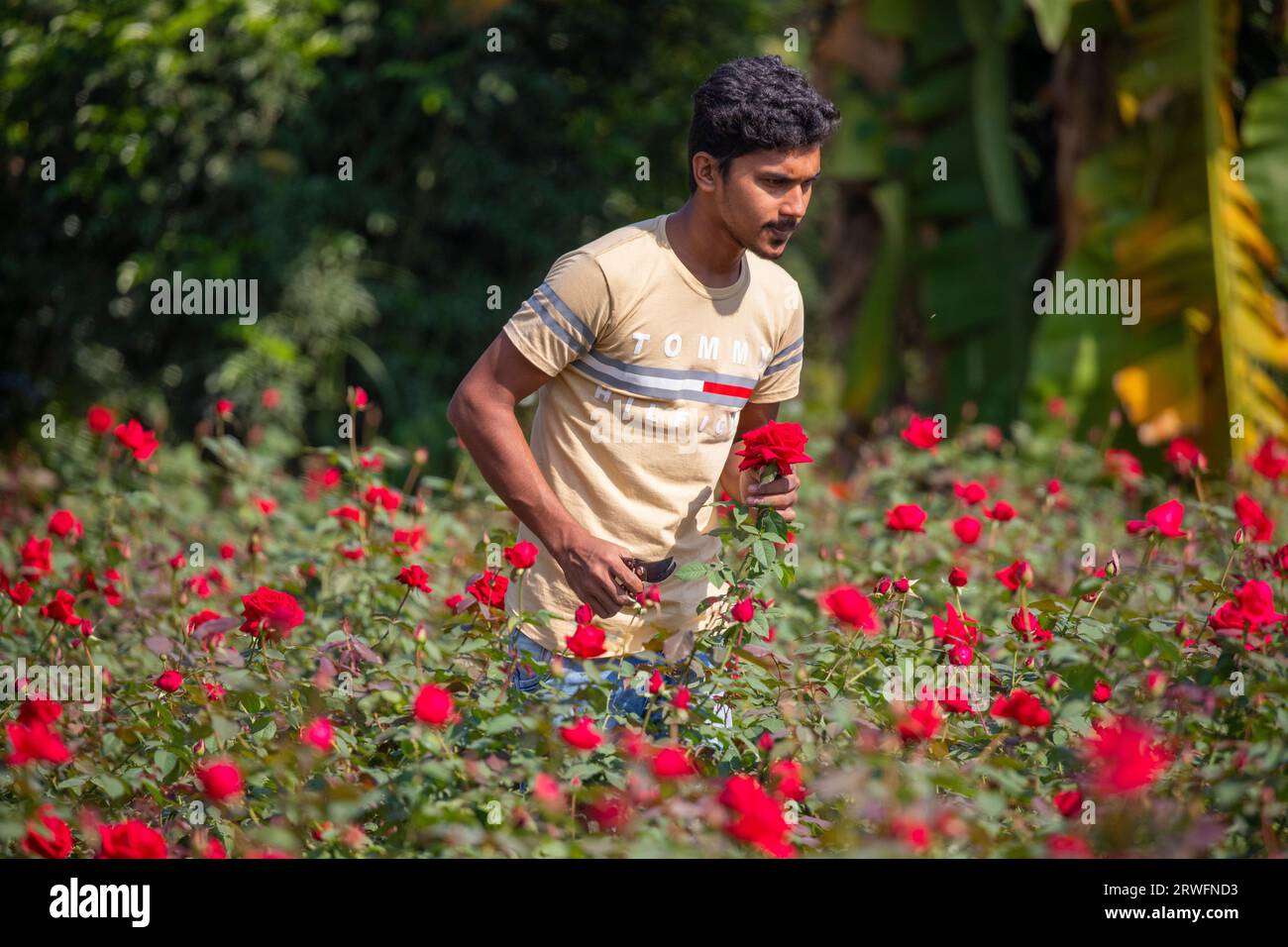 Golap Gram, a village with huge commercial rose gardens on both sides ...