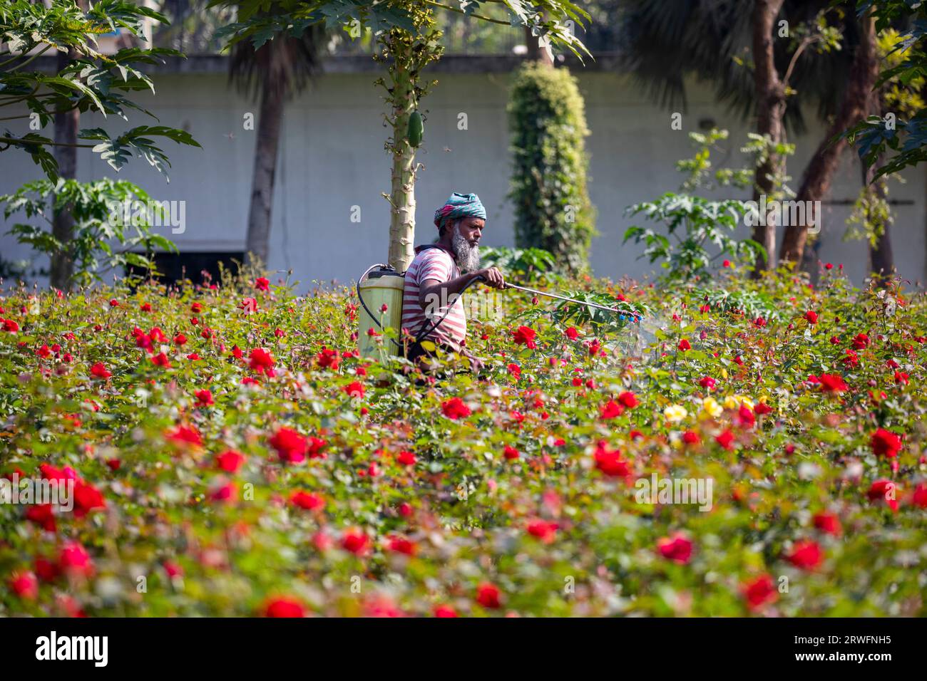 Golap Gram, a village with huge commercial rose gardens on both sides ...