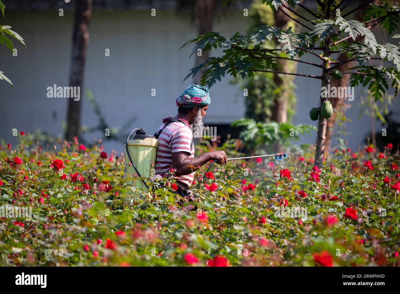 Golap Gram, a village with huge commercial rose gardens on both sides ...