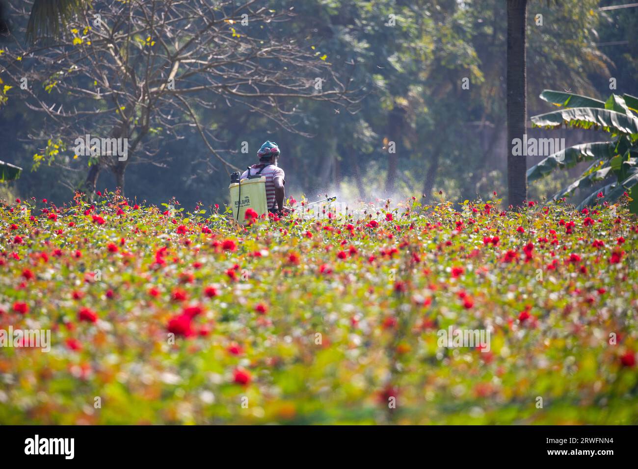 Golap Gram, a village with huge commercial rose gardens on both sides of the streets, located ...