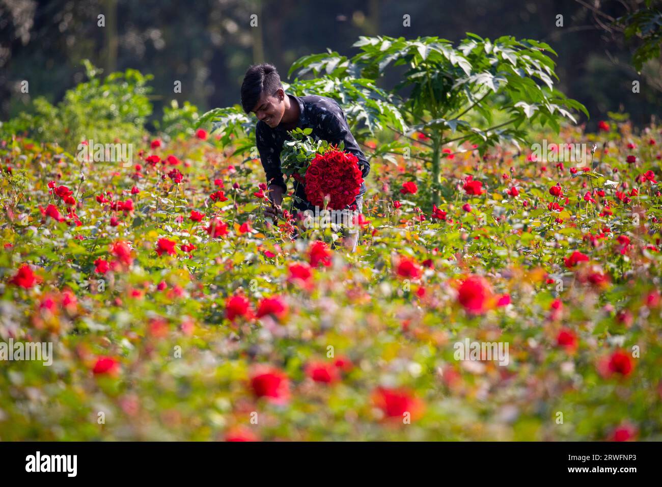Golap Gram, a village with huge commercial rose gardens on both sides of the streets, located ...