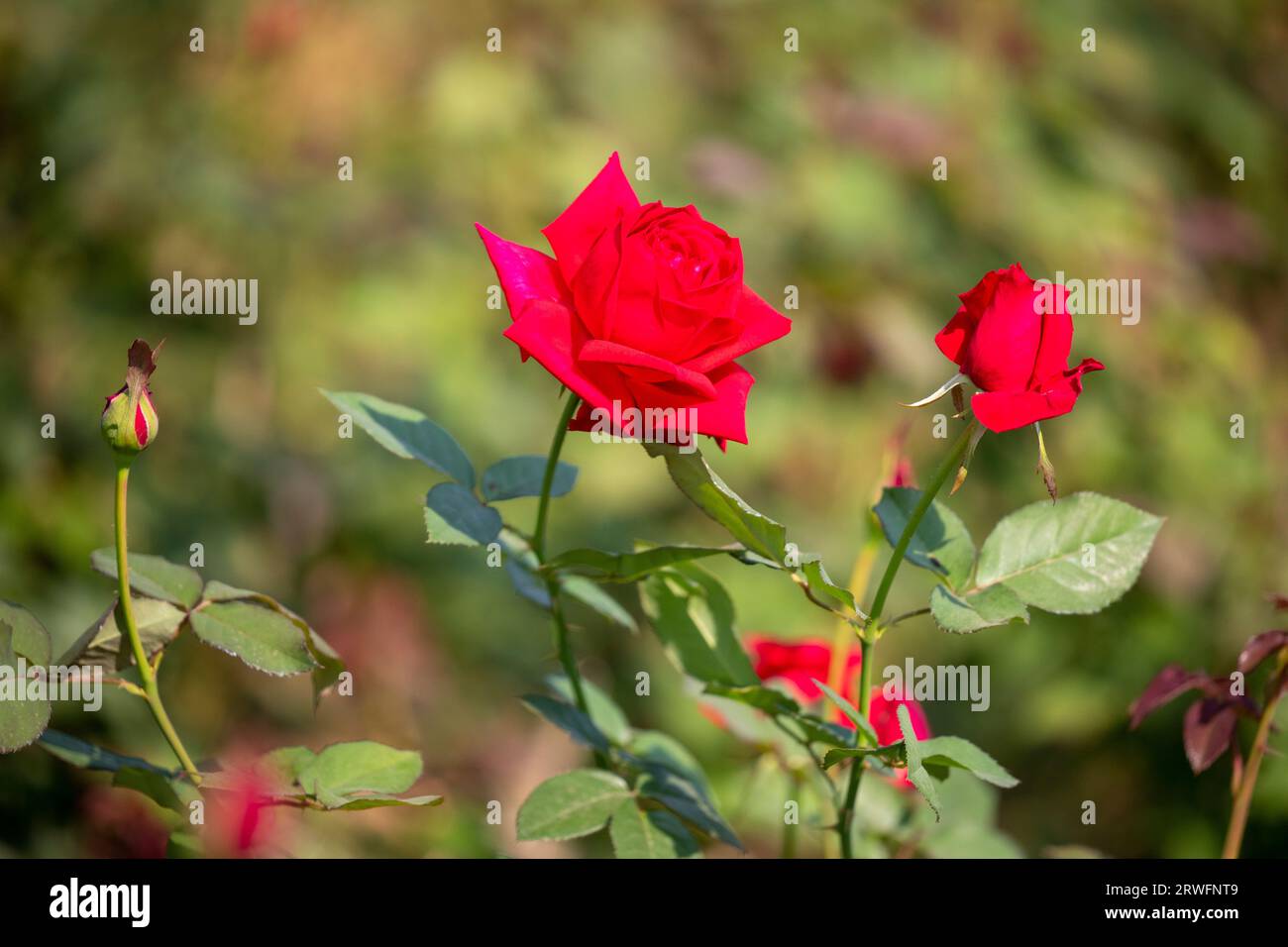 Golap Gram, a village with huge commercial rose gardens on both sides of the streets, located ...