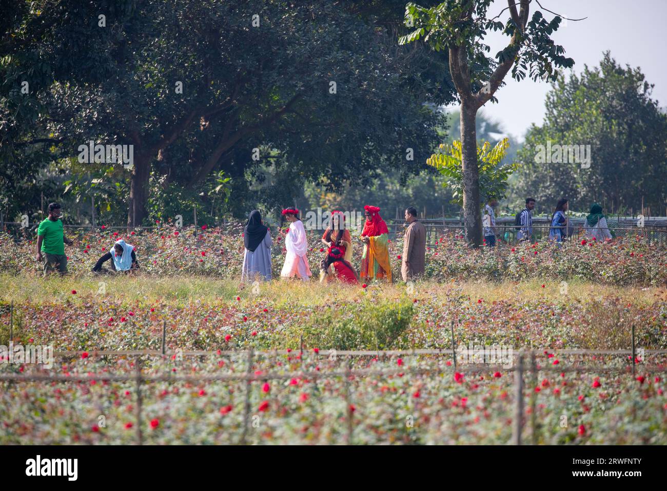 Gram flower hi-res stock photography and images - Alamy