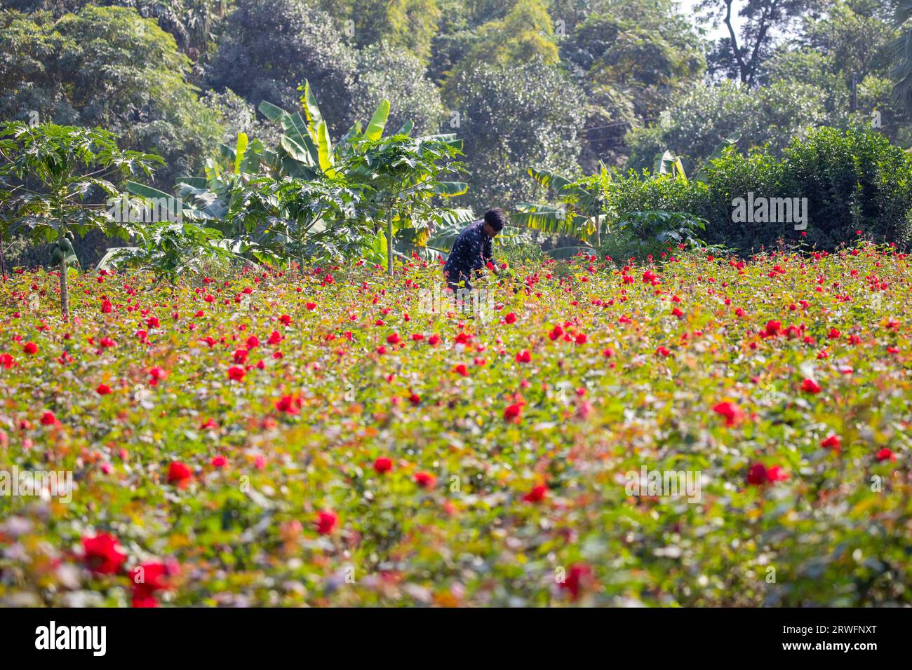 Dhaka gram hi-res stock photography and images - Alamy