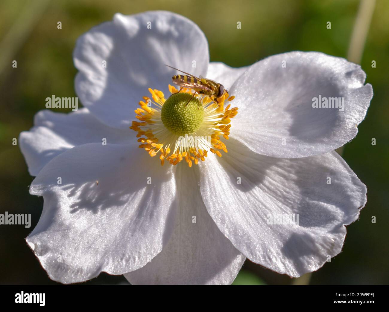 Japanese anemone flower hi-res stock photography and images - Alamy