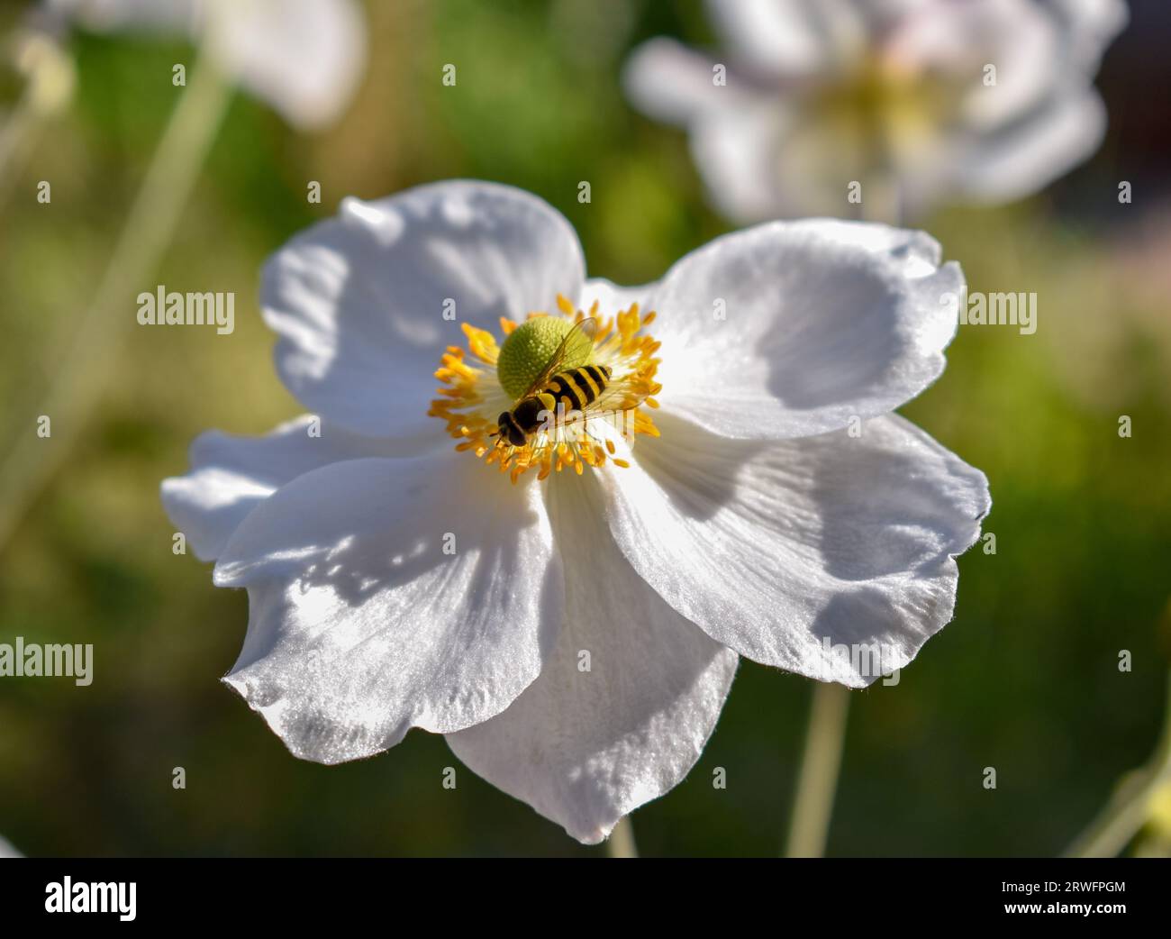 Japanese anemone flower hi-res stock photography and images - Alamy
