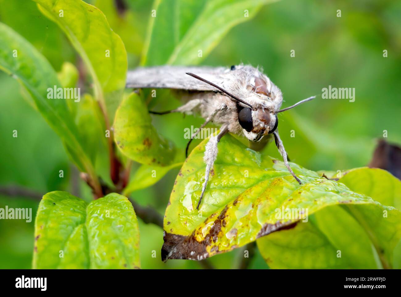 Brown tussock moth hi-res stock photography and images - Alamy