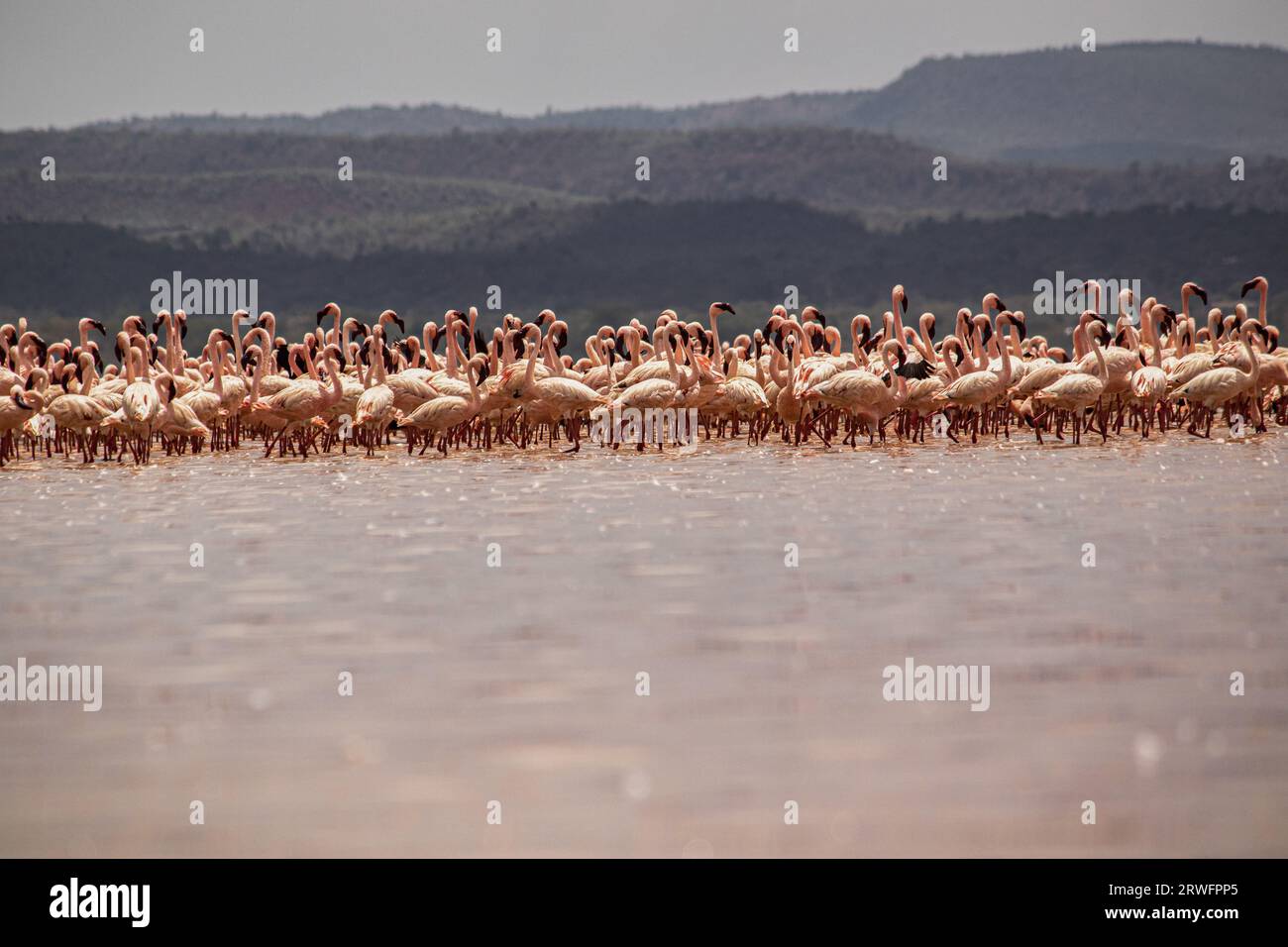 Nakuru, Kenya. 17th Sep, 2023. A flock of flamingos is seen at Lake ...