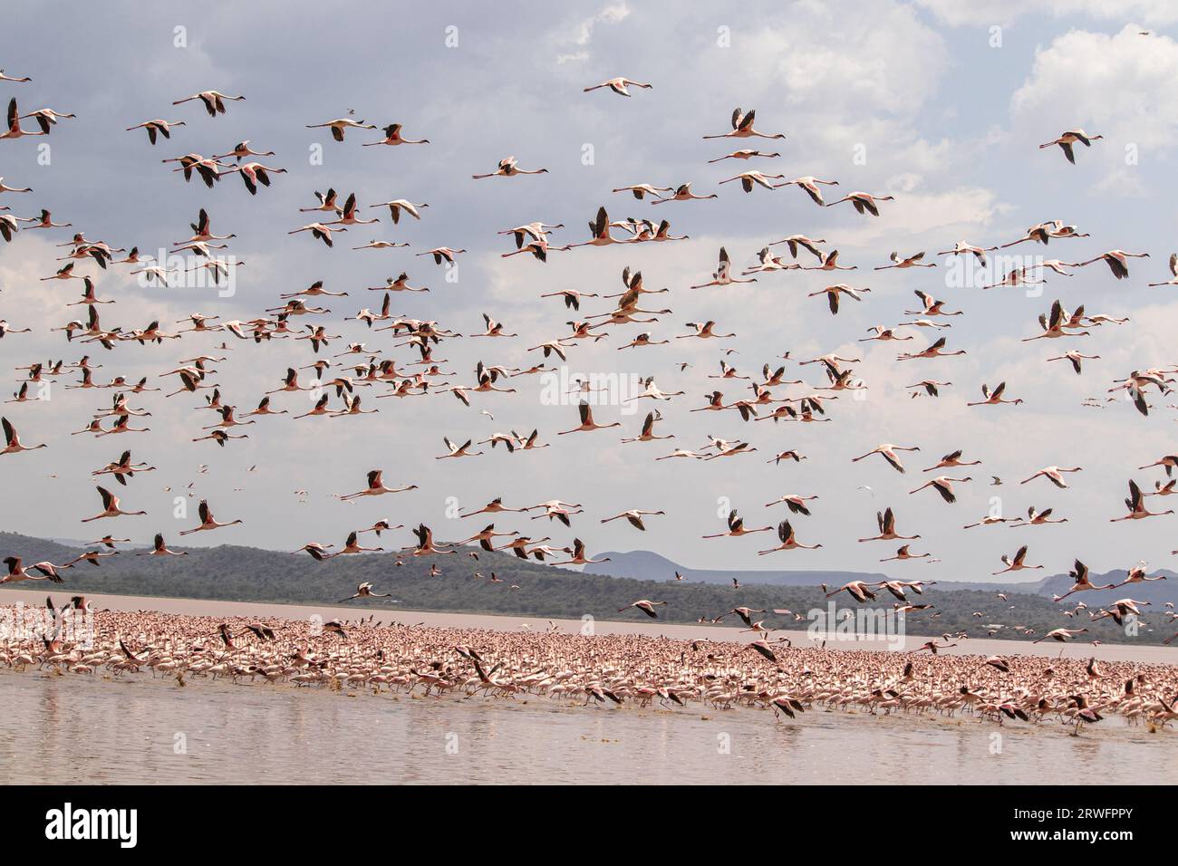 Nakuru, Kenya. 17th Sep, 2023. A flock of flamingos is seen at Lake ...