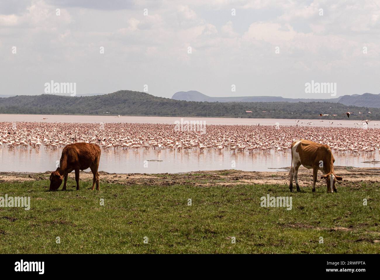 Nakuru, Kenya. 17th Sep, 2023. Cows graze in front of flamingos at Lake ...