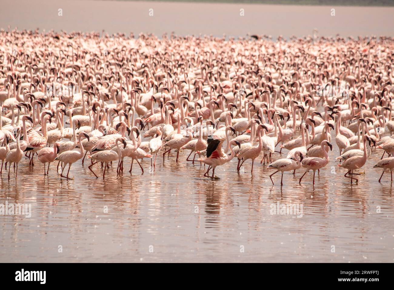 Nakuru, Kenya. 17th Sep, 2023. A flock of flamingos is seen at Lake ...
