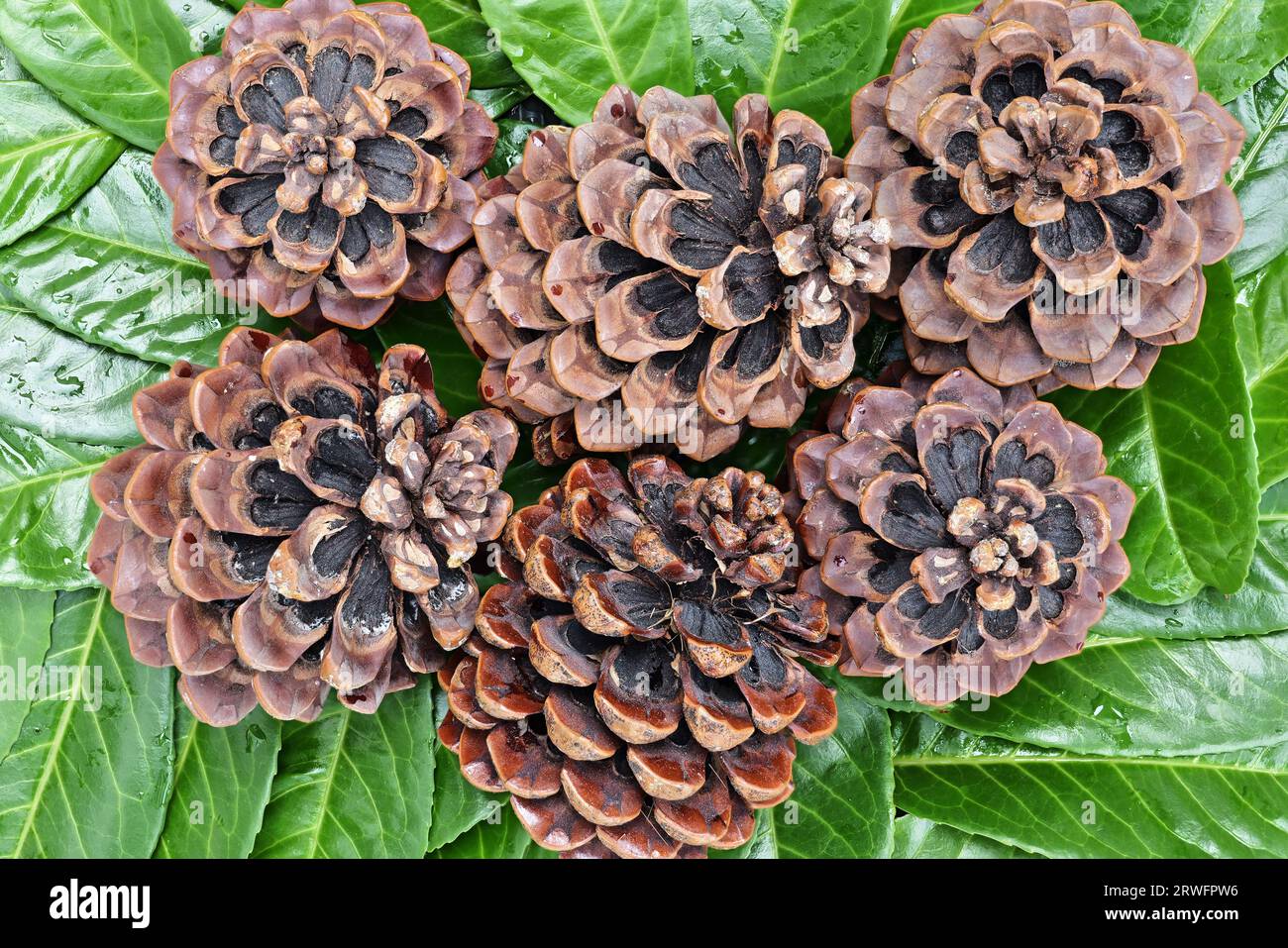 Pine cones are an important part of the ecosystem as they provide food ...