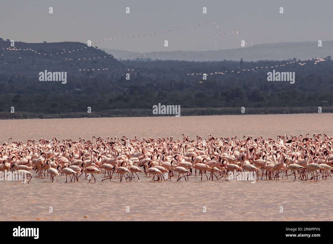 Nakuru, Kenya. 17th Sep, 2023. A flock of flamingos is seen at Lake ...