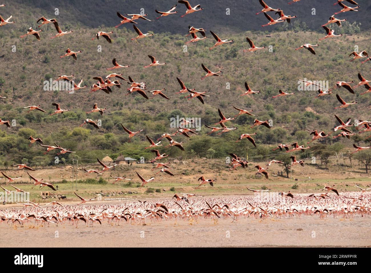 Nakuru, Kenya. 17th Sep, 2023. A flock of flamingos is seen at Lake ...