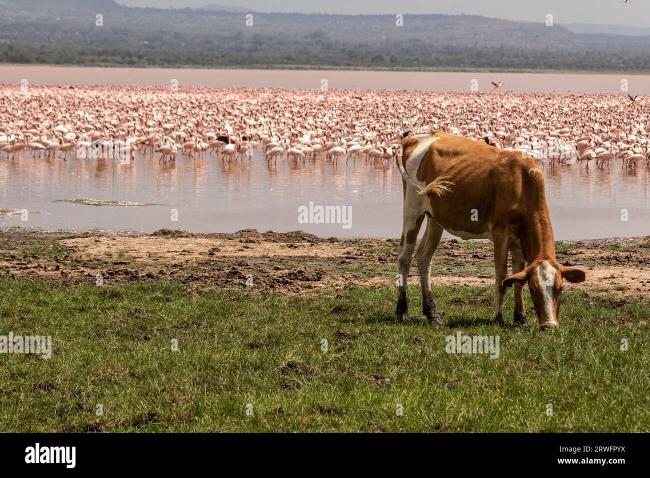 Nakuru, Kenya. 17th Sep, 2023. A cow grazes in front of flamingos at ...