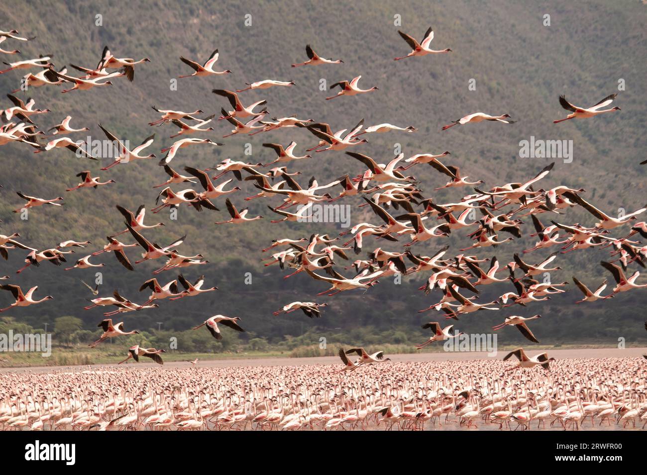 Nakuru, Kenya. 17th Sep, 2023. A flock of flamingos is seen at Lake ...