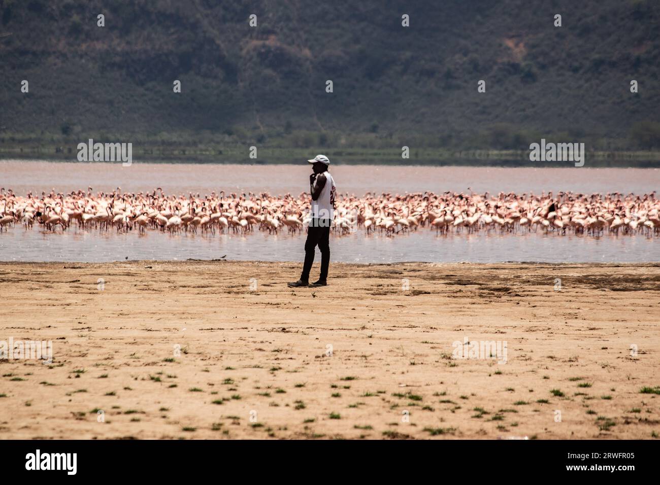 Nakuru, Kenya. 17th Sep, 2023. A tourist watches a flock of flamingos ...