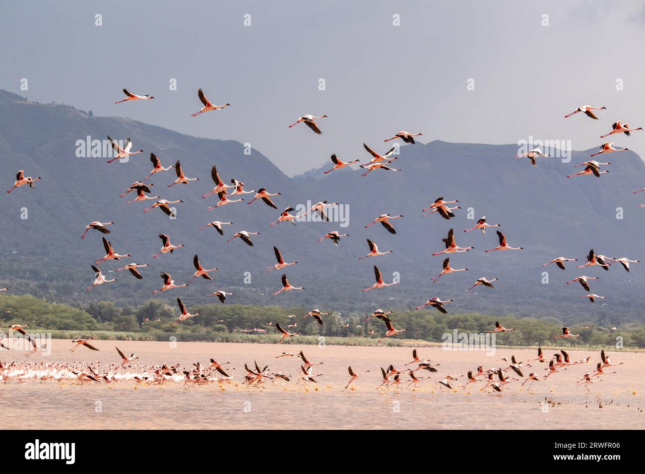 Nakuru, Kenya. 17th Sep, 2023. A flock of flamingos is seen at Lake ...