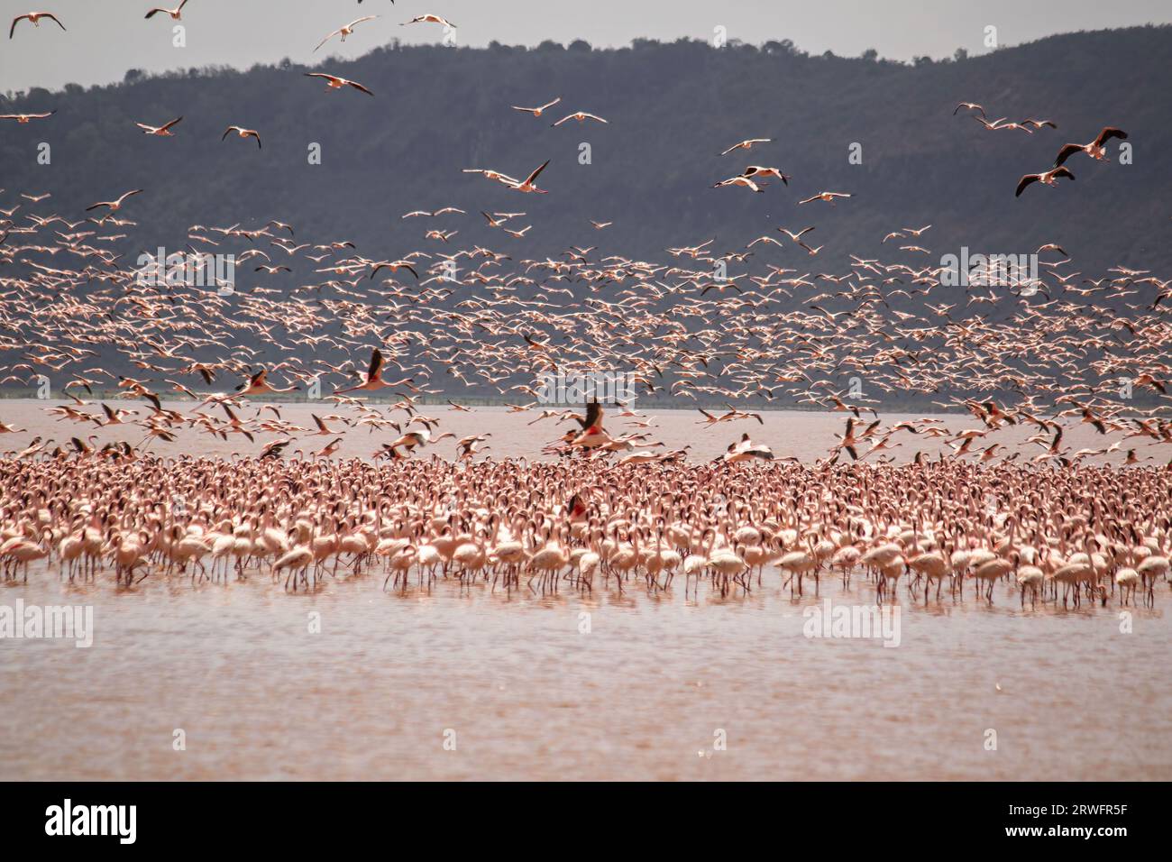 A flock of flamingos is seen at Lake Solai. While their populations are ...