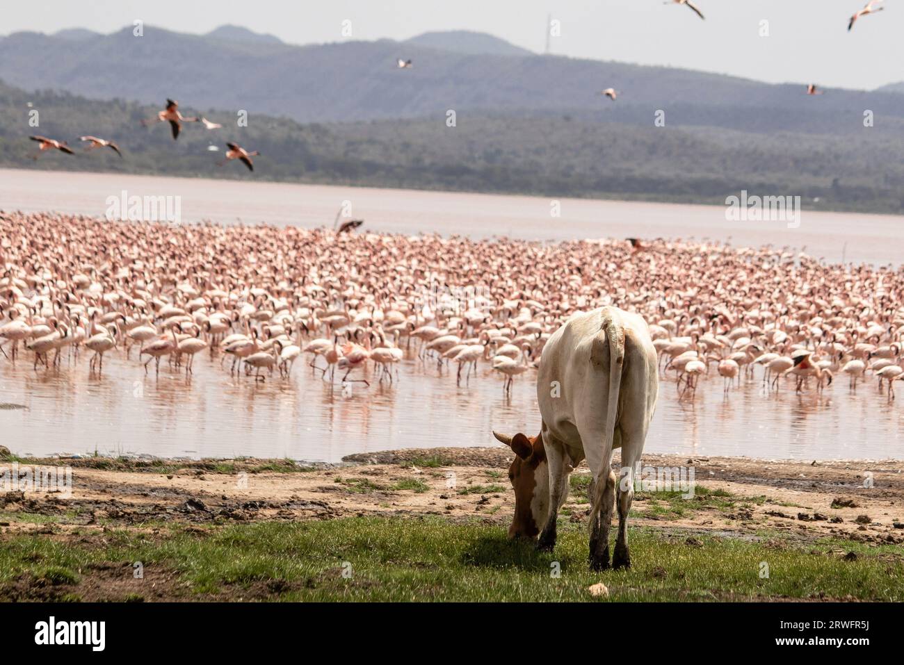 A cow grazes in front of flamingos at Lake Solai. While their ...