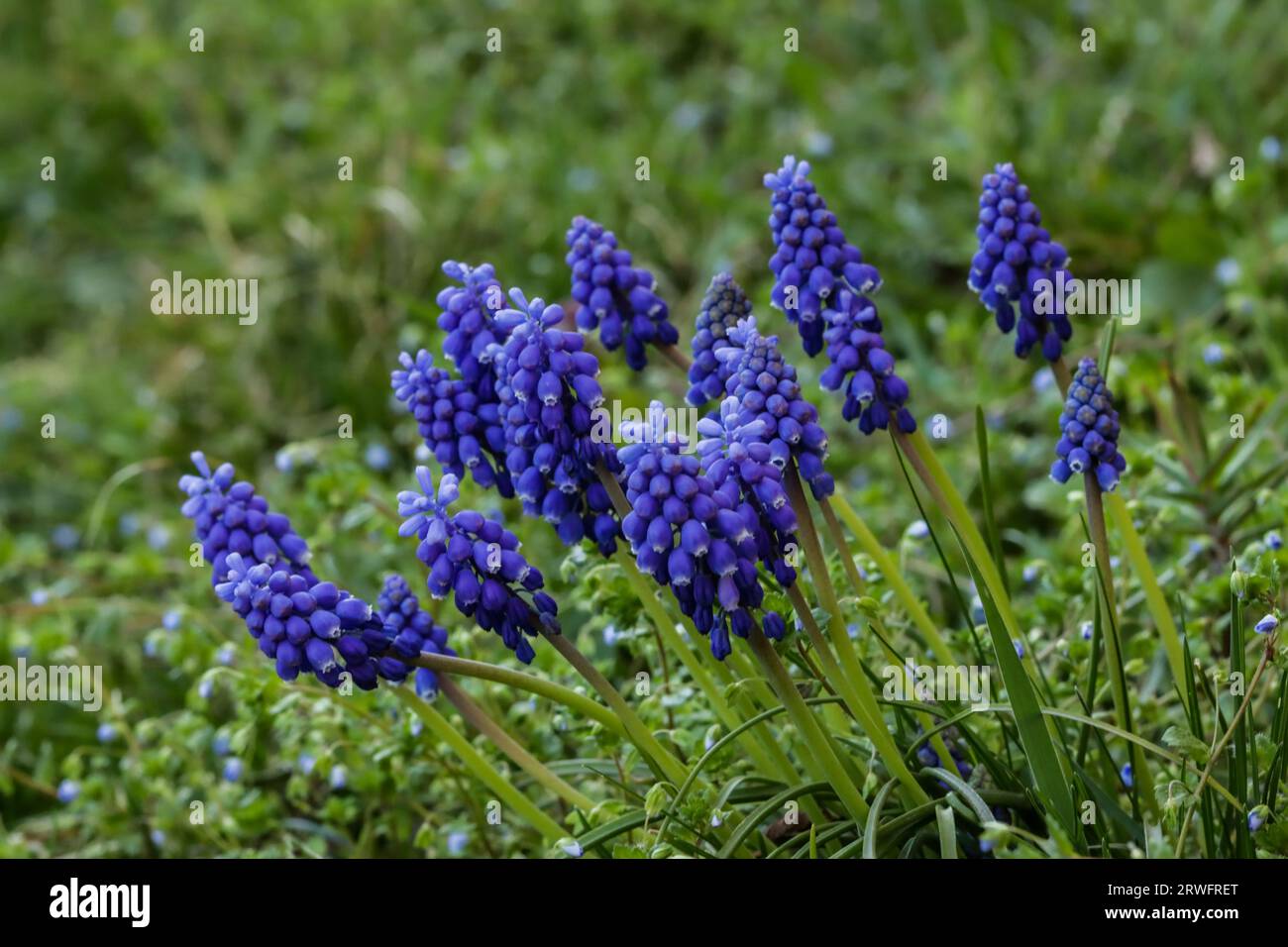 Bisamhyazinthe hi-res stock photography and images - Alamy