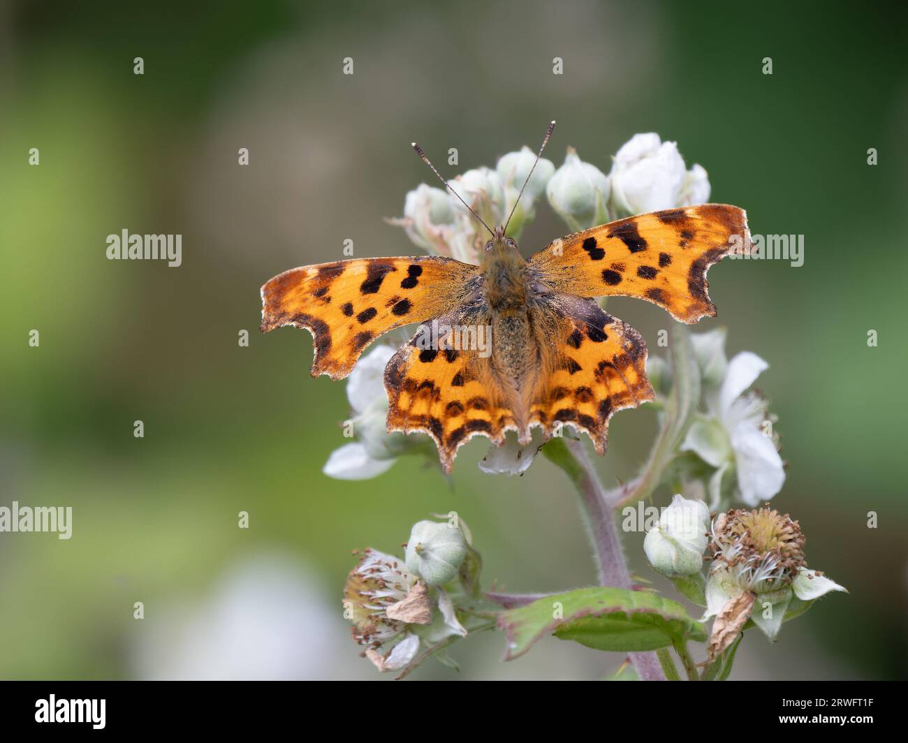 Comma Butterfly Feeding on Bramble Stock Photo - Alamy
