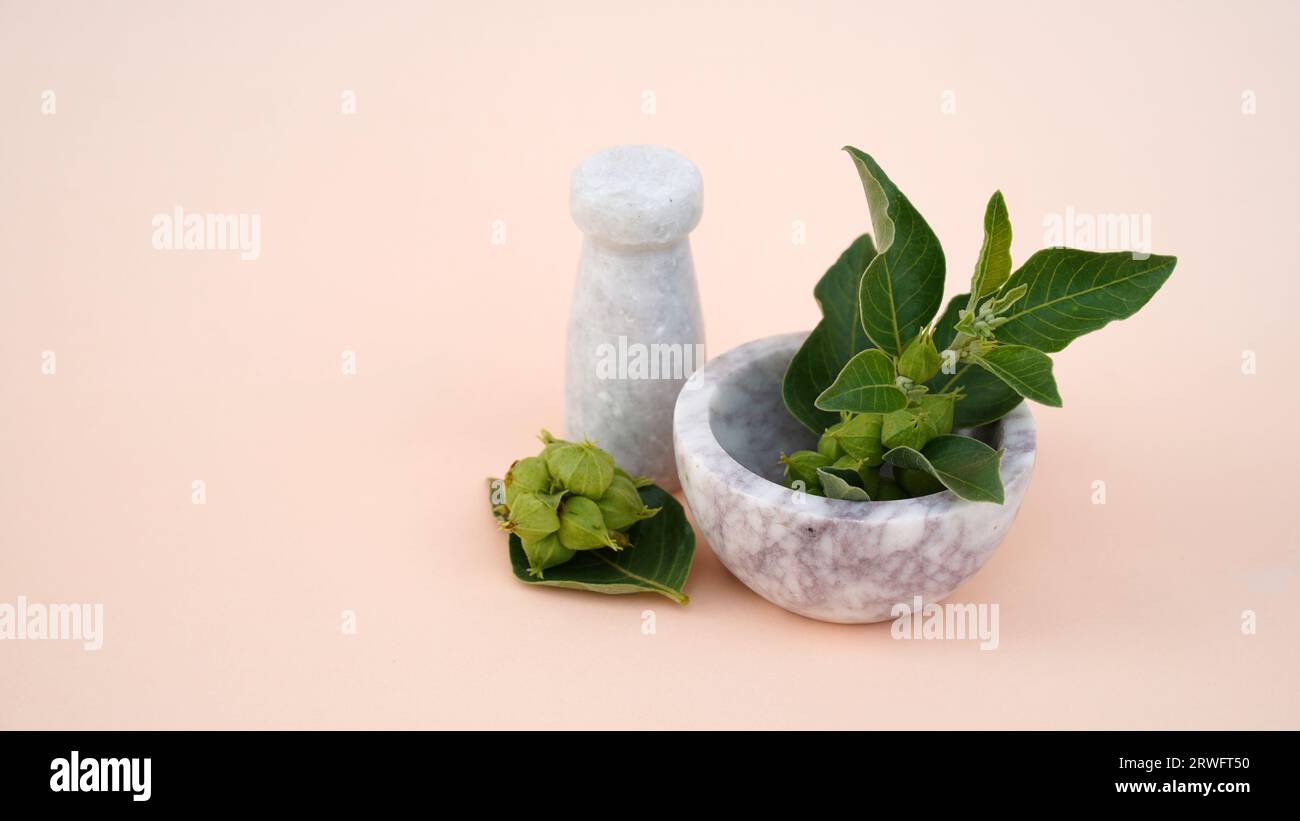Ashwagandha Fresh Green Leaves on the Stem, Medicinal Herb Plant, also ...