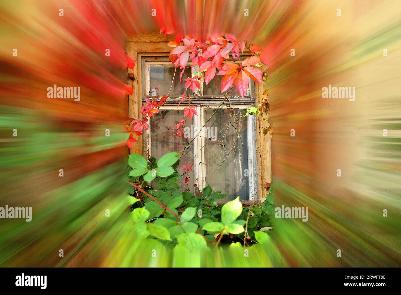 window of an old house overgrown with wild vine, blurred with sharp ...