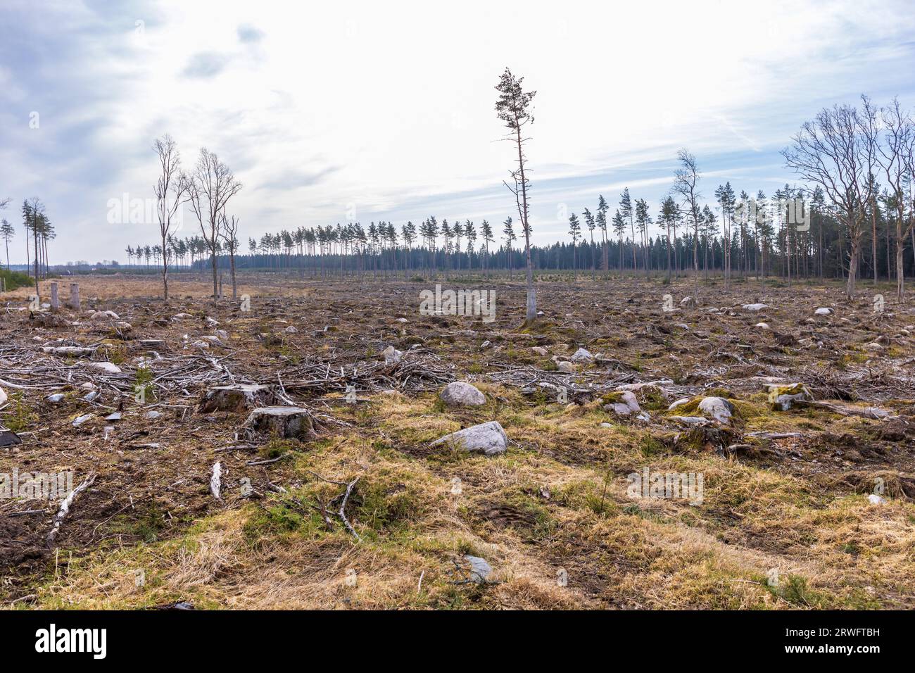 Big clear cutting area in a coniferous forest Stock Photo - Alamy