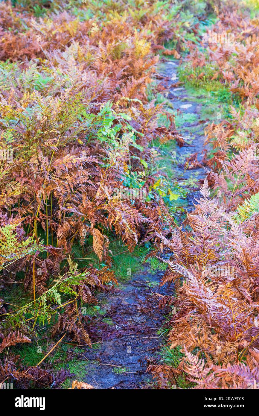 Nature trail through ferns in autumn Stock Photo - Alamy
