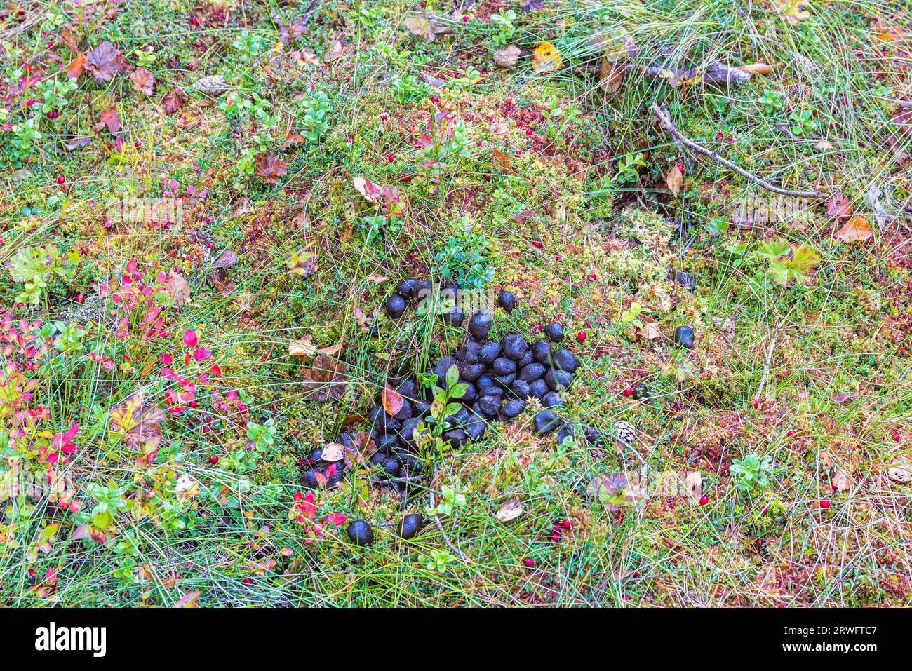Moose droppings hi-res stock photography and images - Alamy