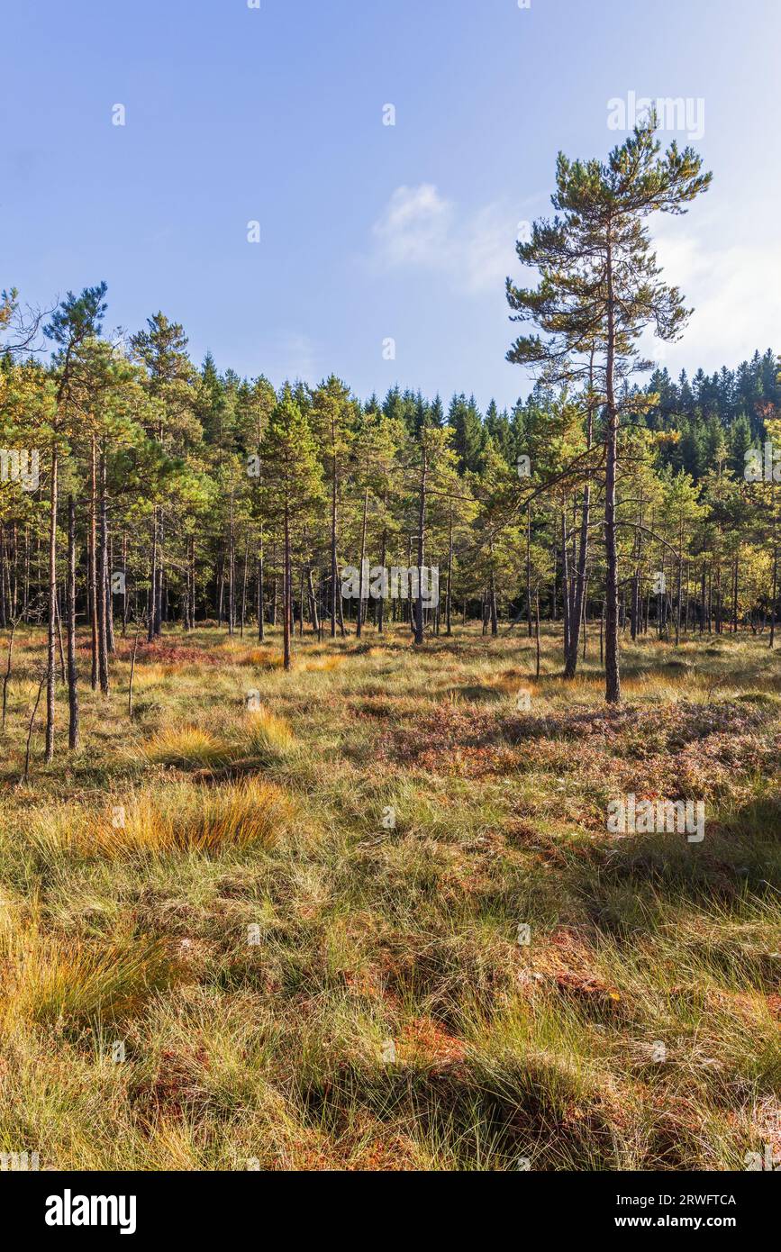 Bog with a pine trees in the wilderness Stock Photo - Alamy