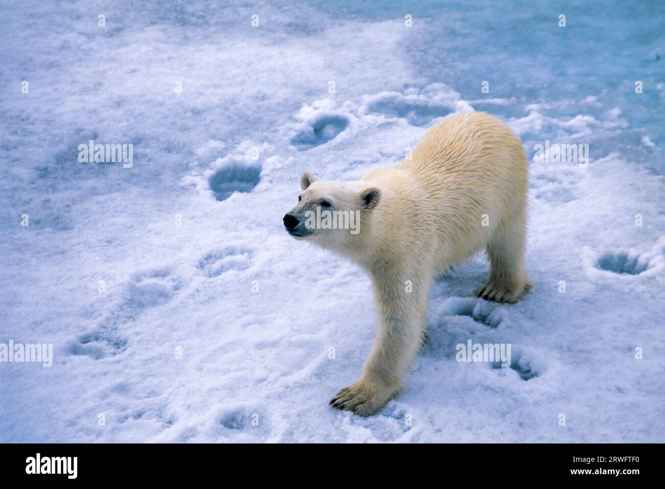 Polar bear on the ice sniffing in the air Stock Photo - Alamy