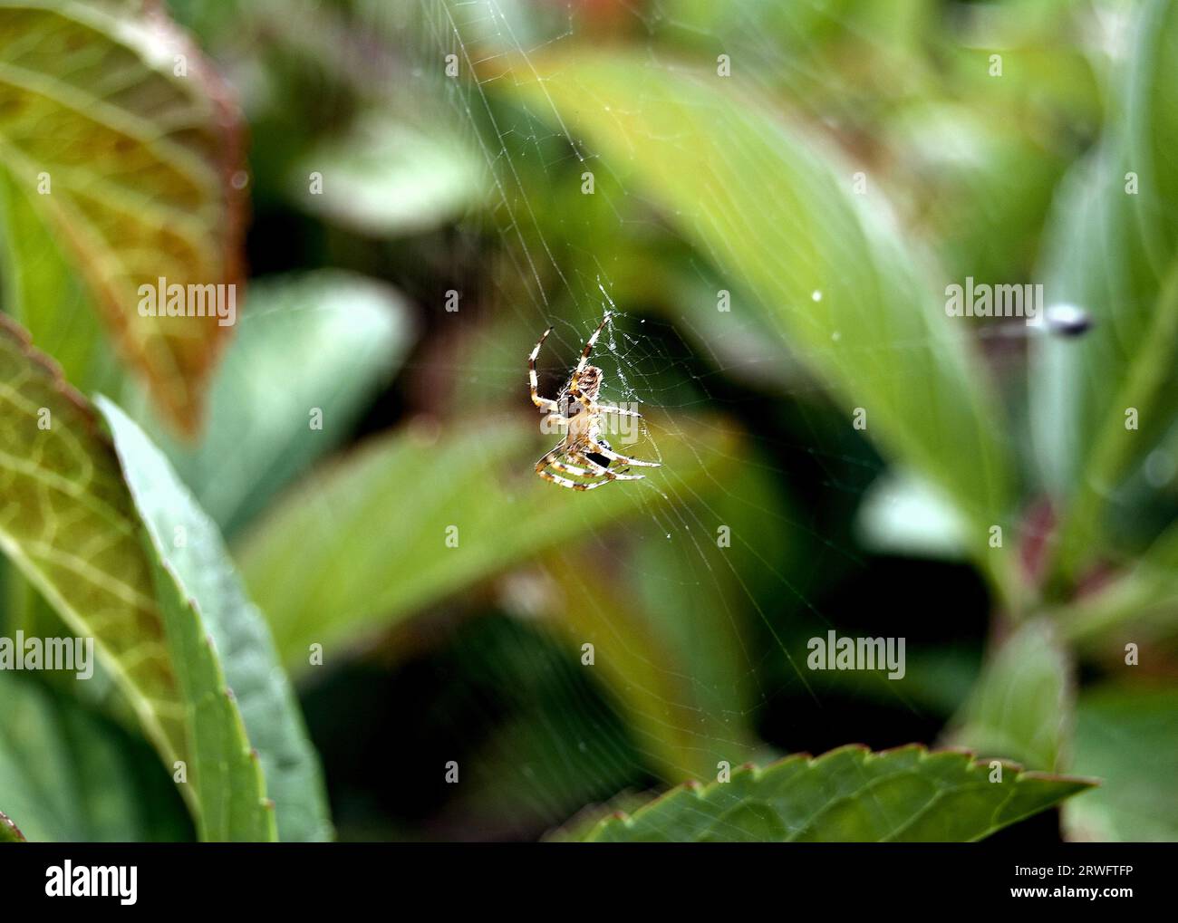 Common garden spider hi-res stock photography and images - Alamy