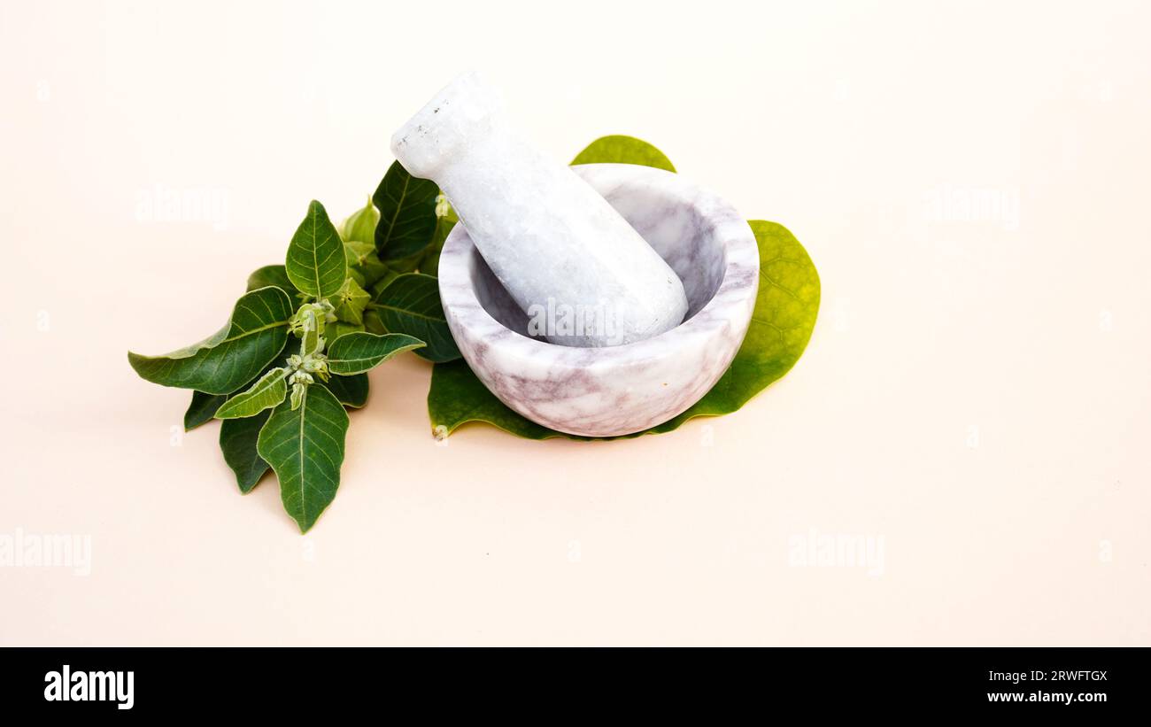 Withania somnifera plant. Commonly known as Ashwagandha (winter cherry ...