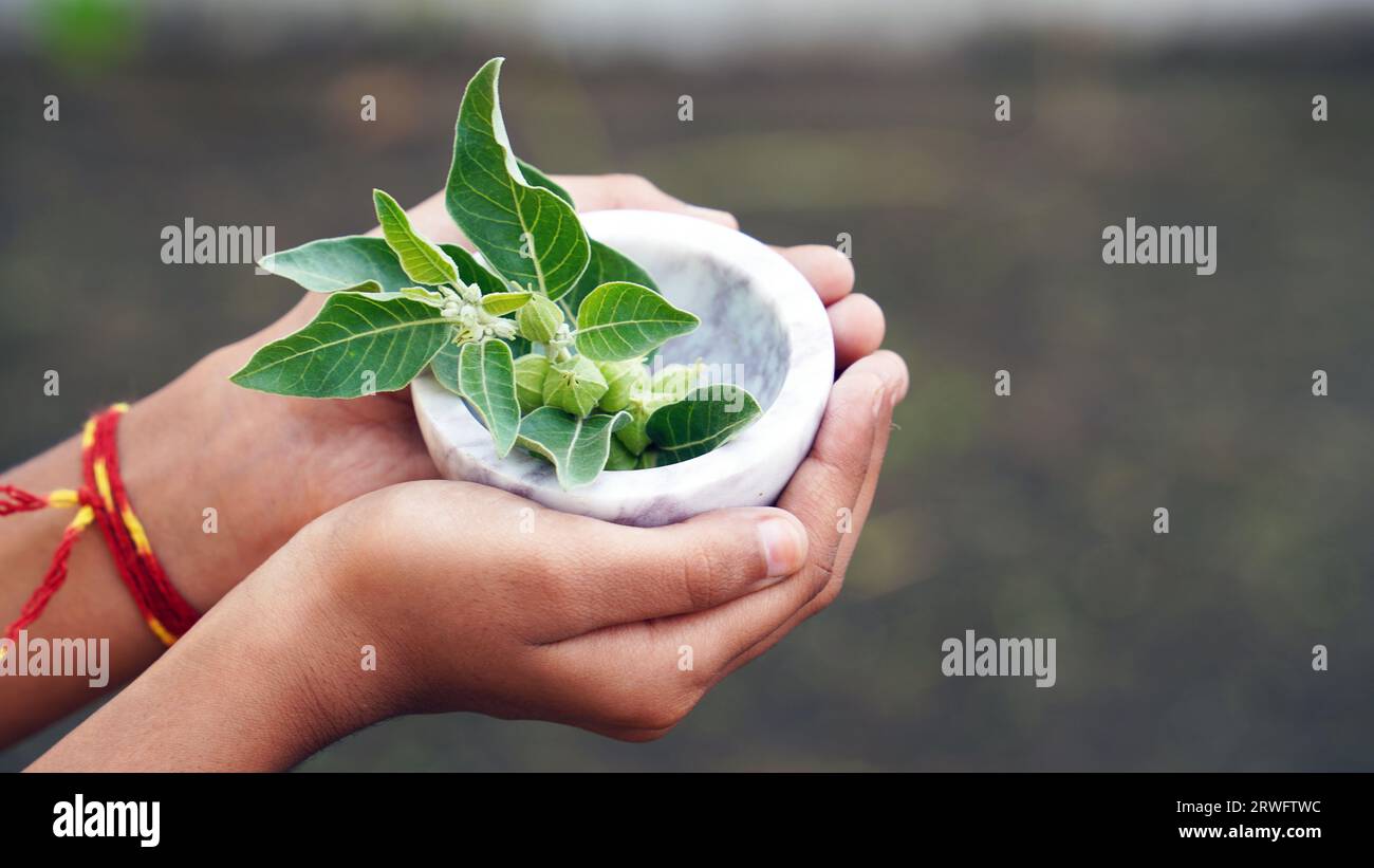 Ashwagandha Fresh Green Leaves on the Stem, Medicinal Herb Plant, also ...