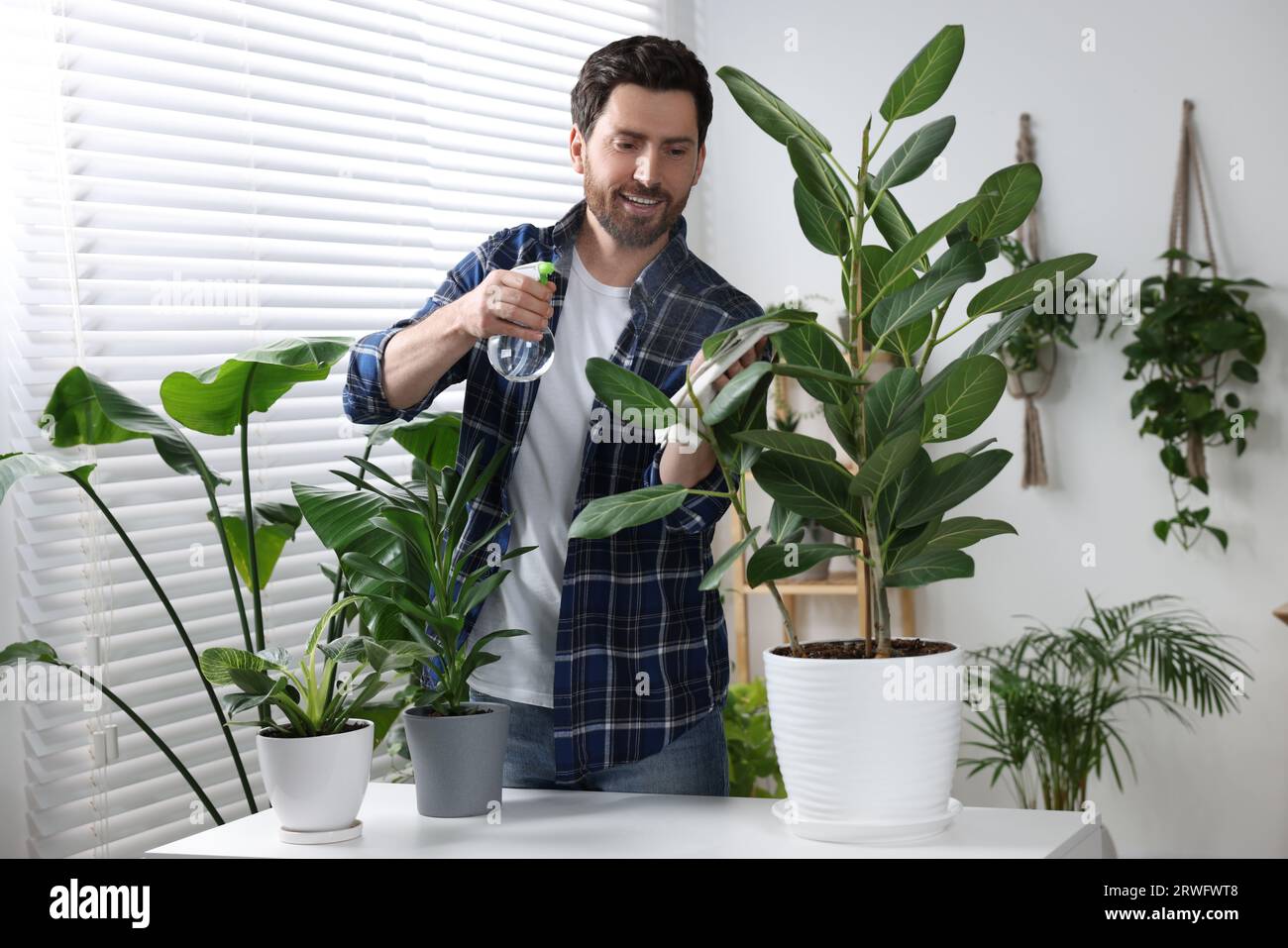 Man spraying beautiful potted houseplants with water indoors Stock ...