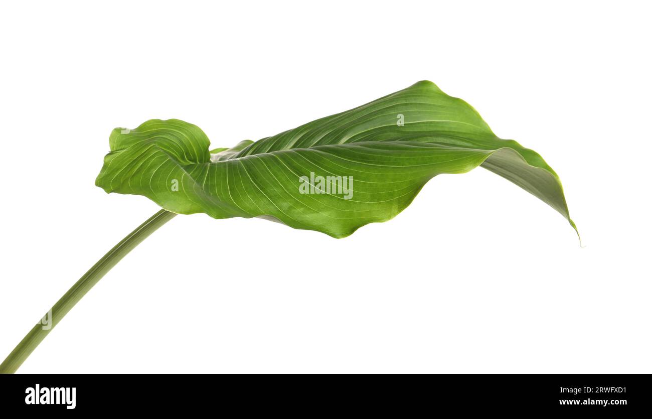 Beautiful green calla lily leaf on white background Stock Photo - Alamy