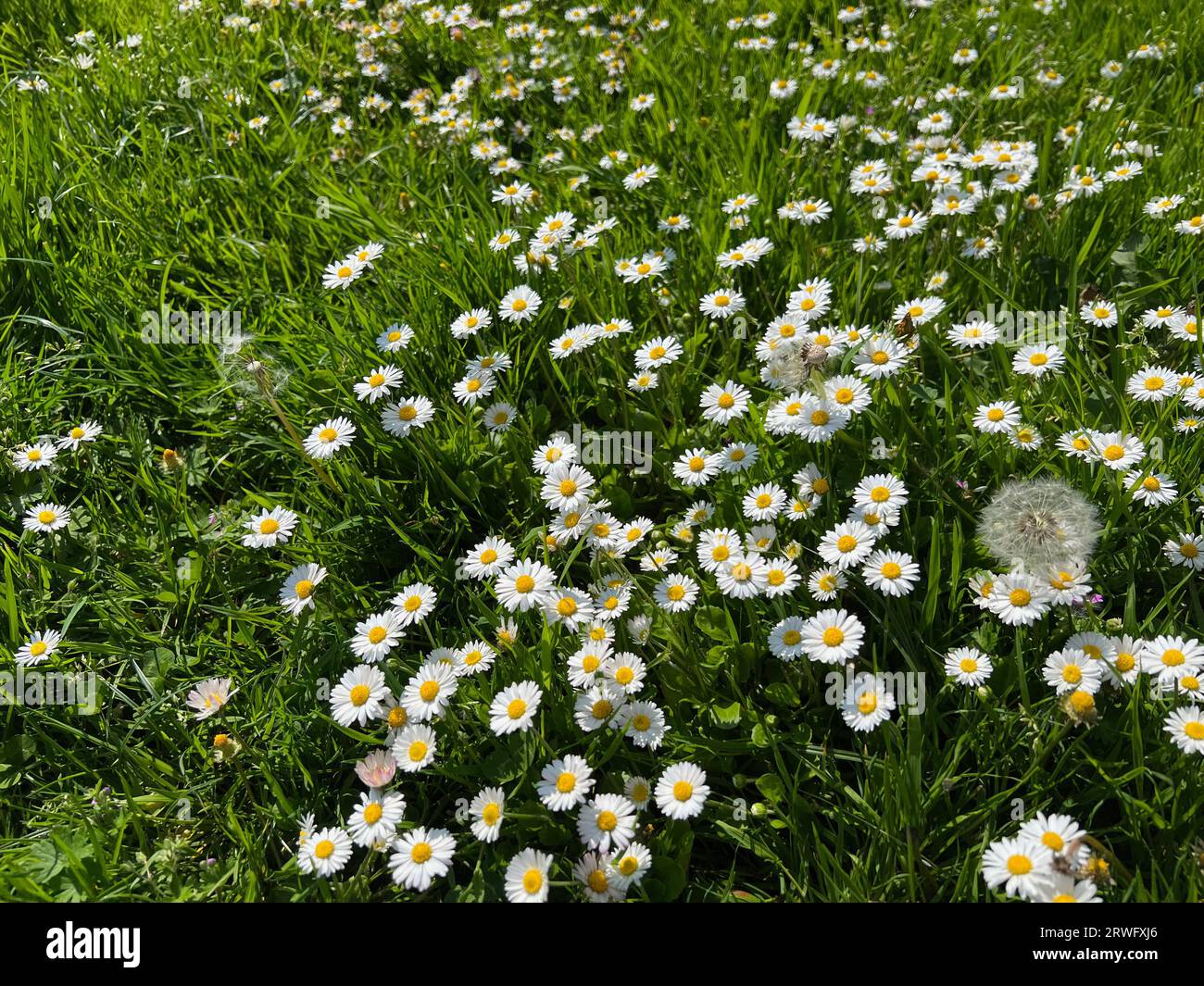 Beautiful white daisy flowers, dandelions and green grass growing ...