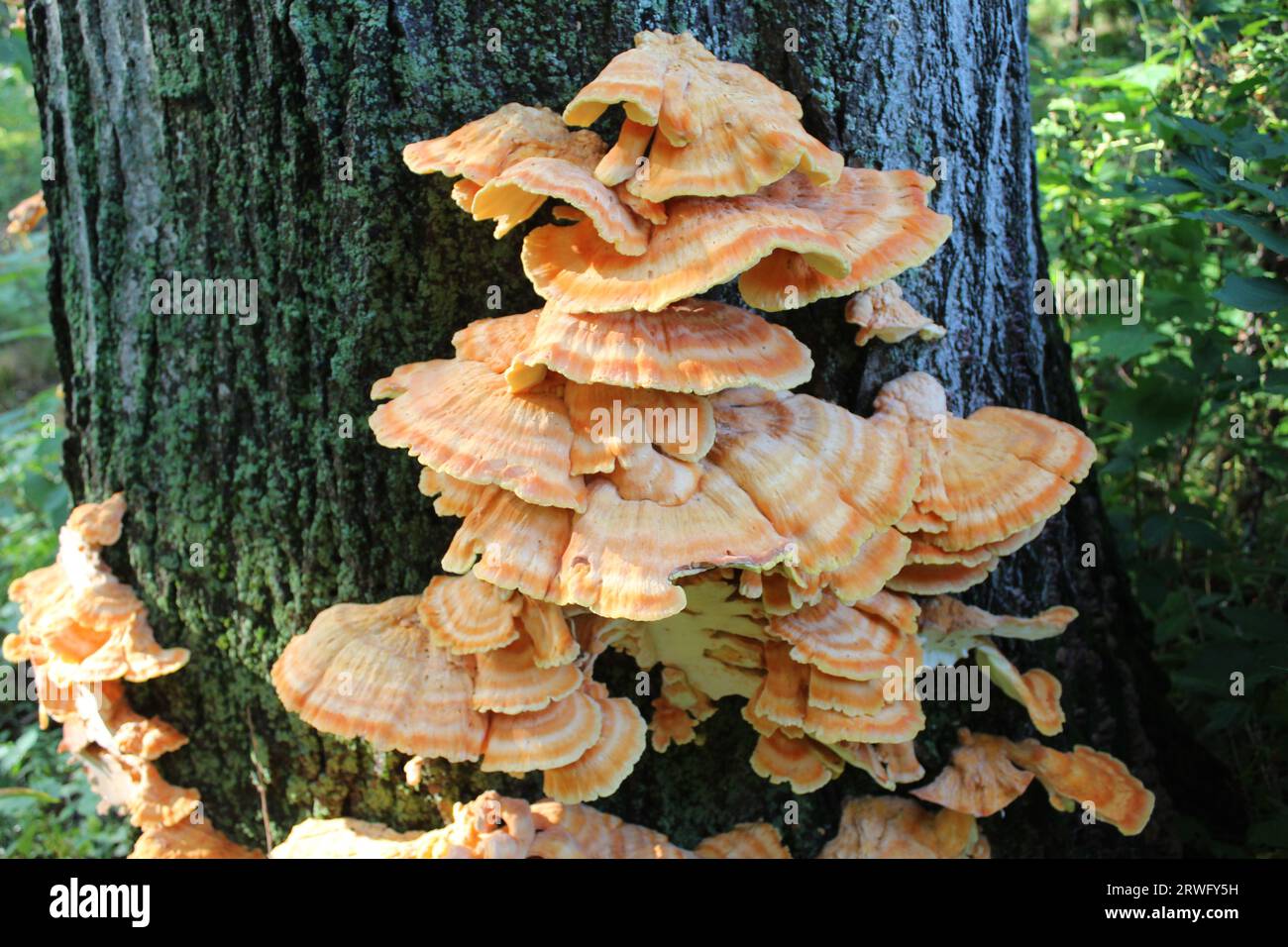 Large group of chicken of the woods fungus at Harms Woods in Skokie ...