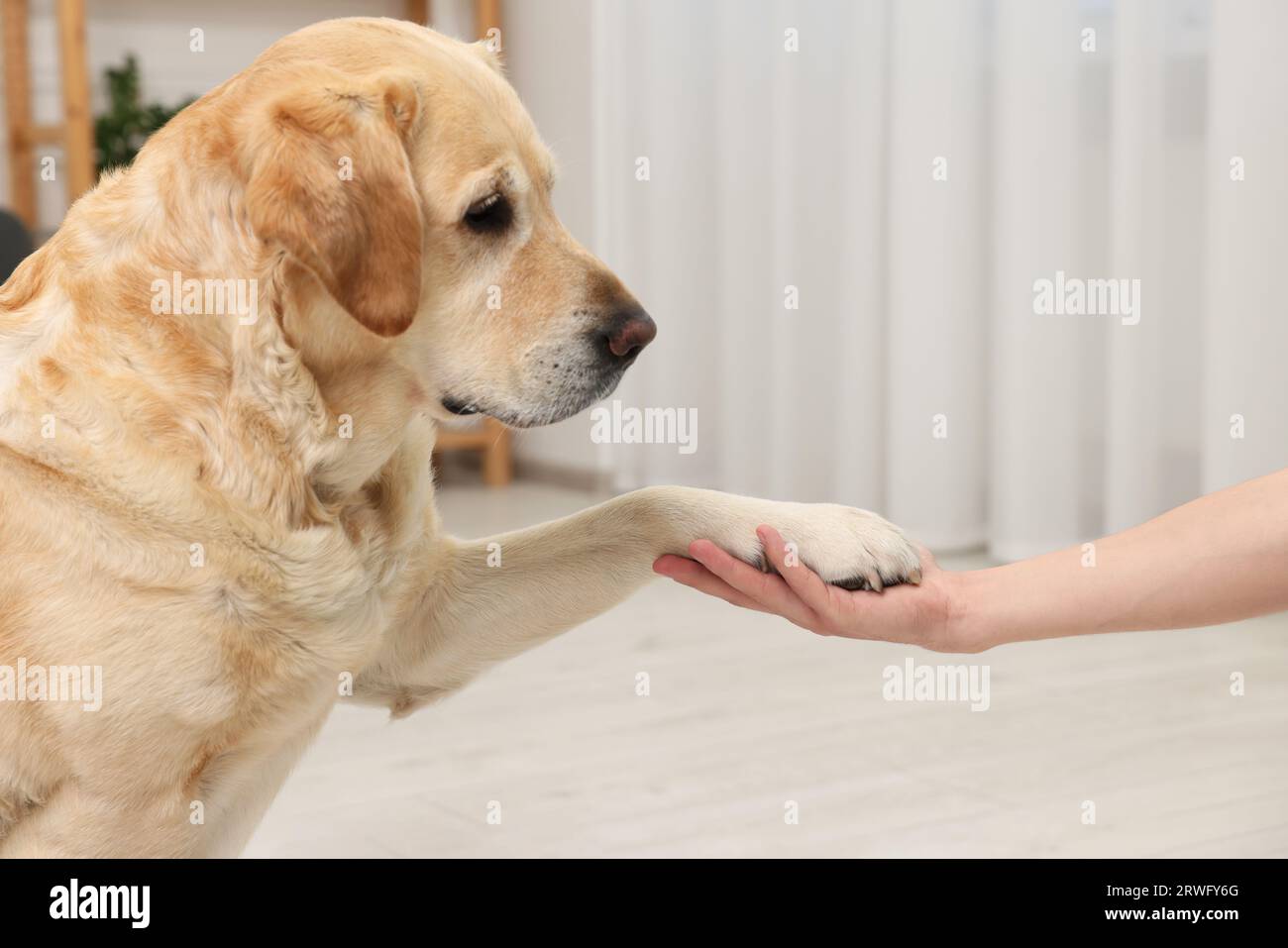 Cute Labrador Retriever dog giving paw to man at home Stock Photo - Alamy