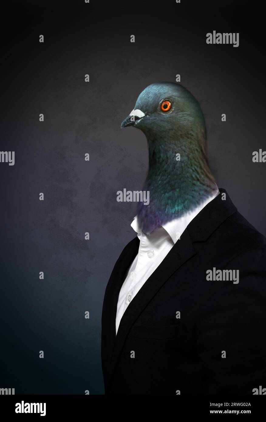 Portrait of businessman with pigeon face on dark background Stock Photo ...